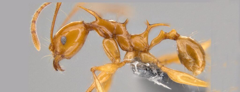 Semut Naga Ala Game of Thrones